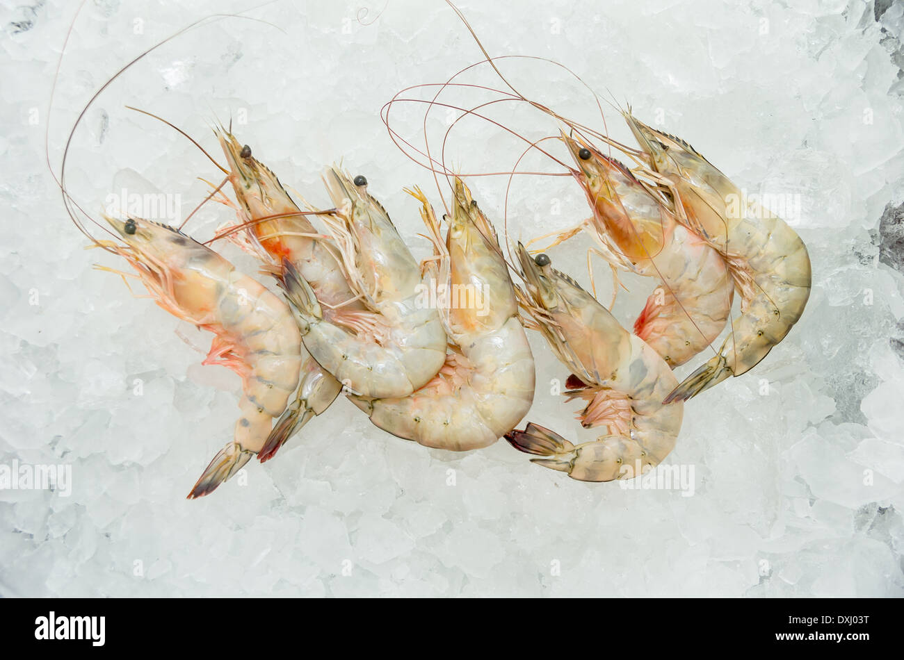 Fresh Shrimp in the ice from Ecuador Stock Photo - Alamy
