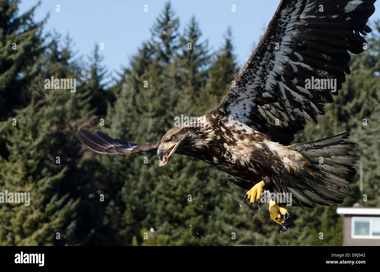 Juneau Alaska Juvenile Bald Eagle Flying with fish in mouth Stock Photo ...