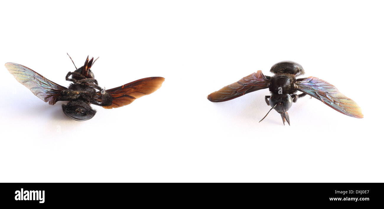 Bee studio isolated on a white background Stock Photo - Alamy