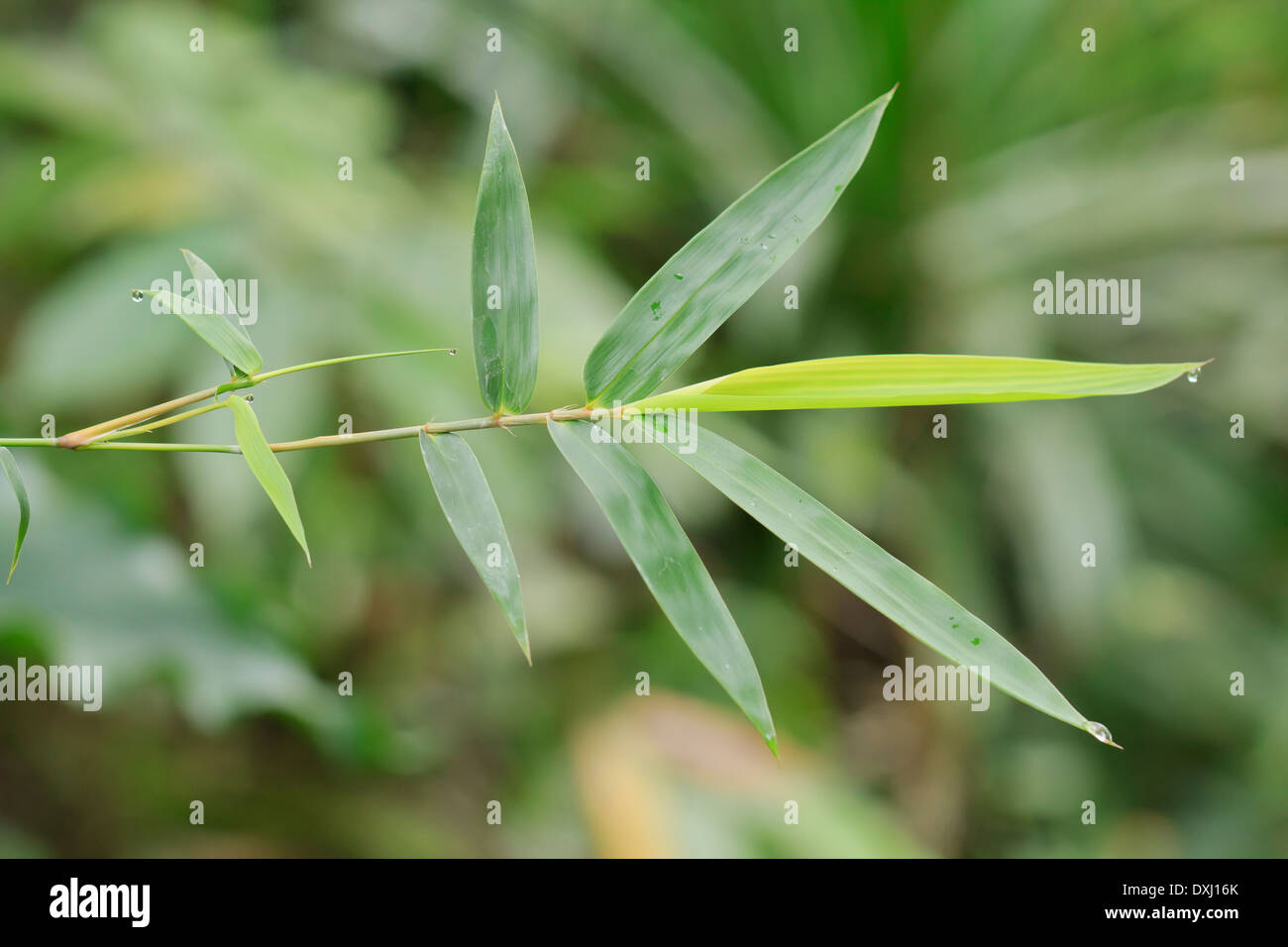 Tree freshness bamboo climate hi-res stock photography and images - Alamy