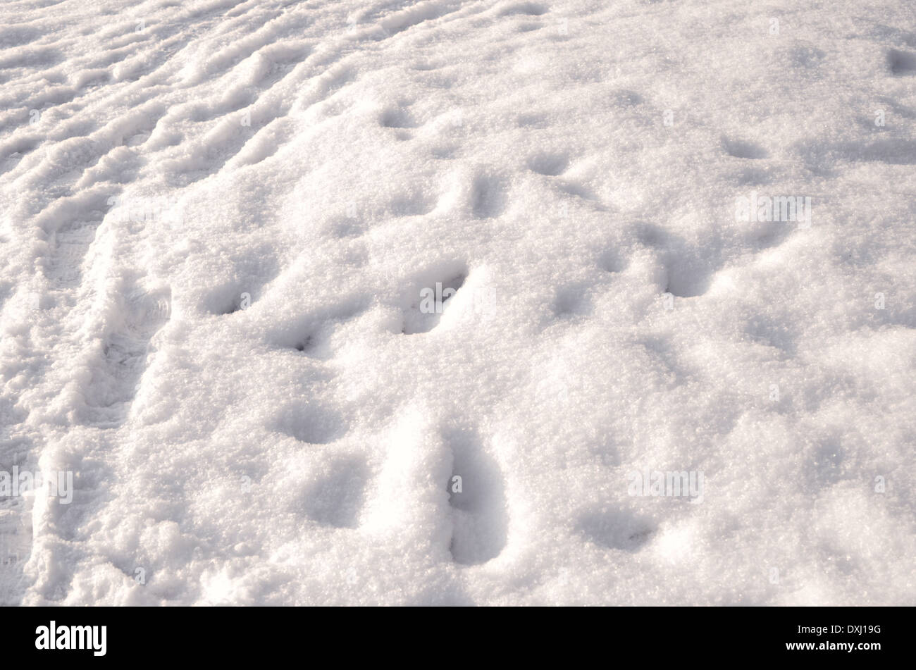 close up of fresh snow Stock Photo - Alamy