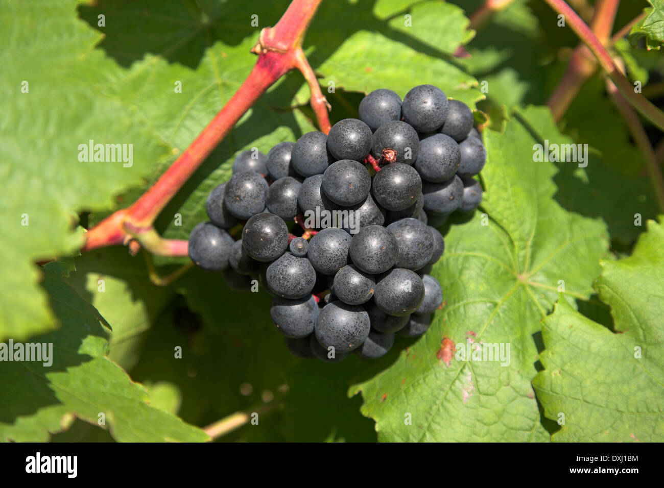 Bunch of Rondo red wine grapes on vines, Shawsgate vineyard, Suffolk ...
