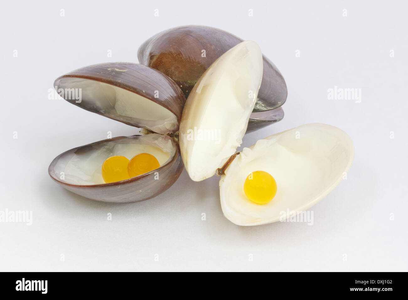 Giant catfish 's roe in hard clam or meretrix or enamel venus shell ...