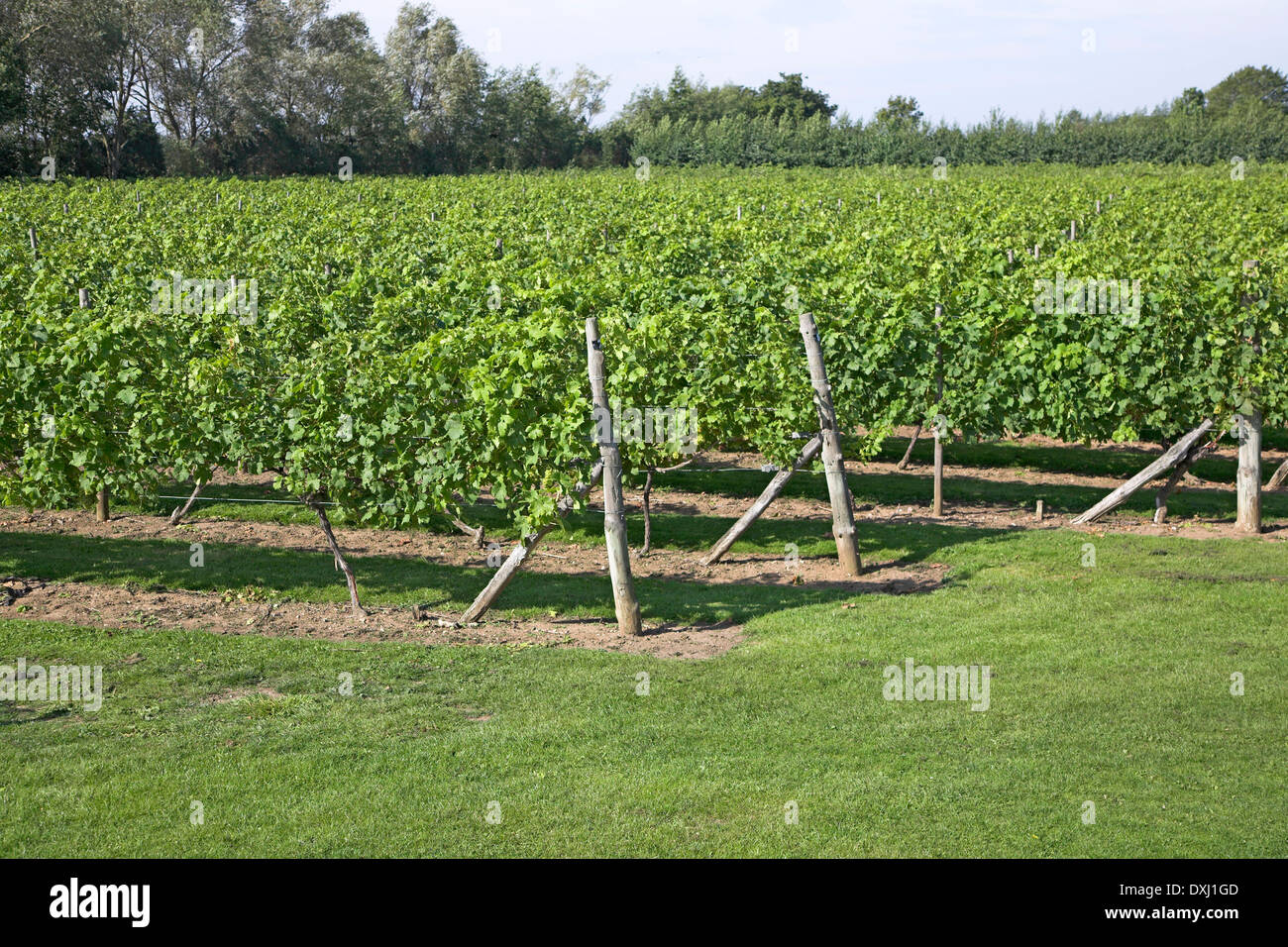 White grapes vines growing on wire frames, Shawsgate vineyard, Suffolk ...