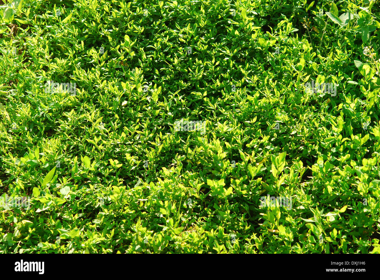 green grass great as a background Stock Photo - Alamy