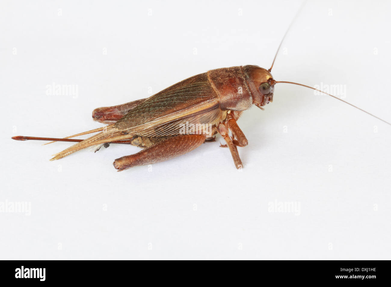 Cricket on white background Stock Photo - Alamy