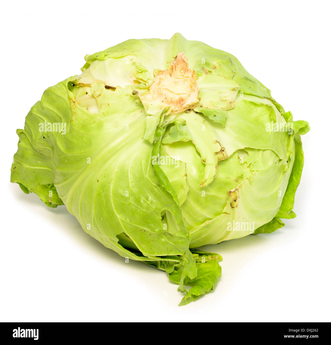 single cabbage isolated on white Stock Photo - Alamy