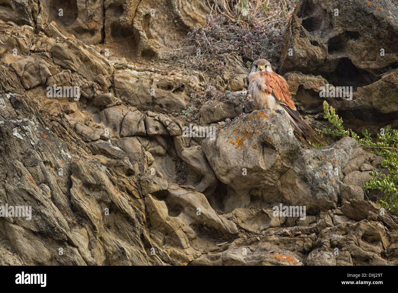 A Nankeen Kestrel (Falcon) rests in a rock Stock Photo - Alamy