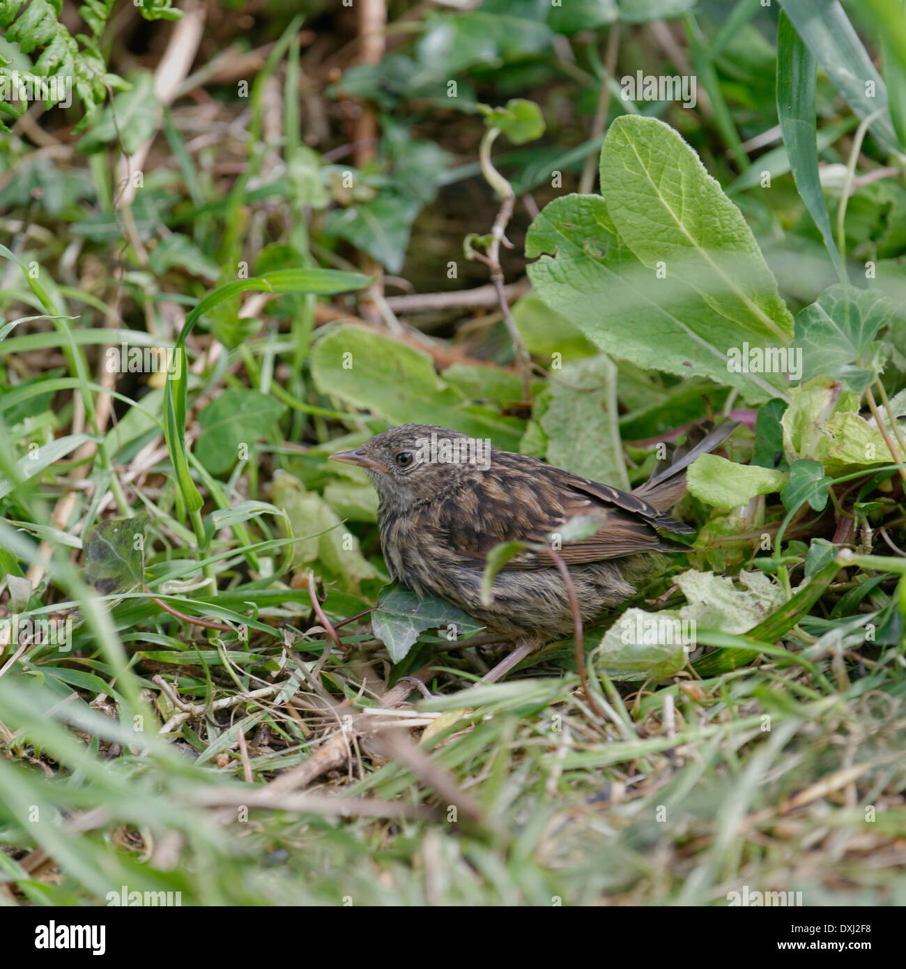 Dunnock looking for insects in woodland Stock Photo - Alamy