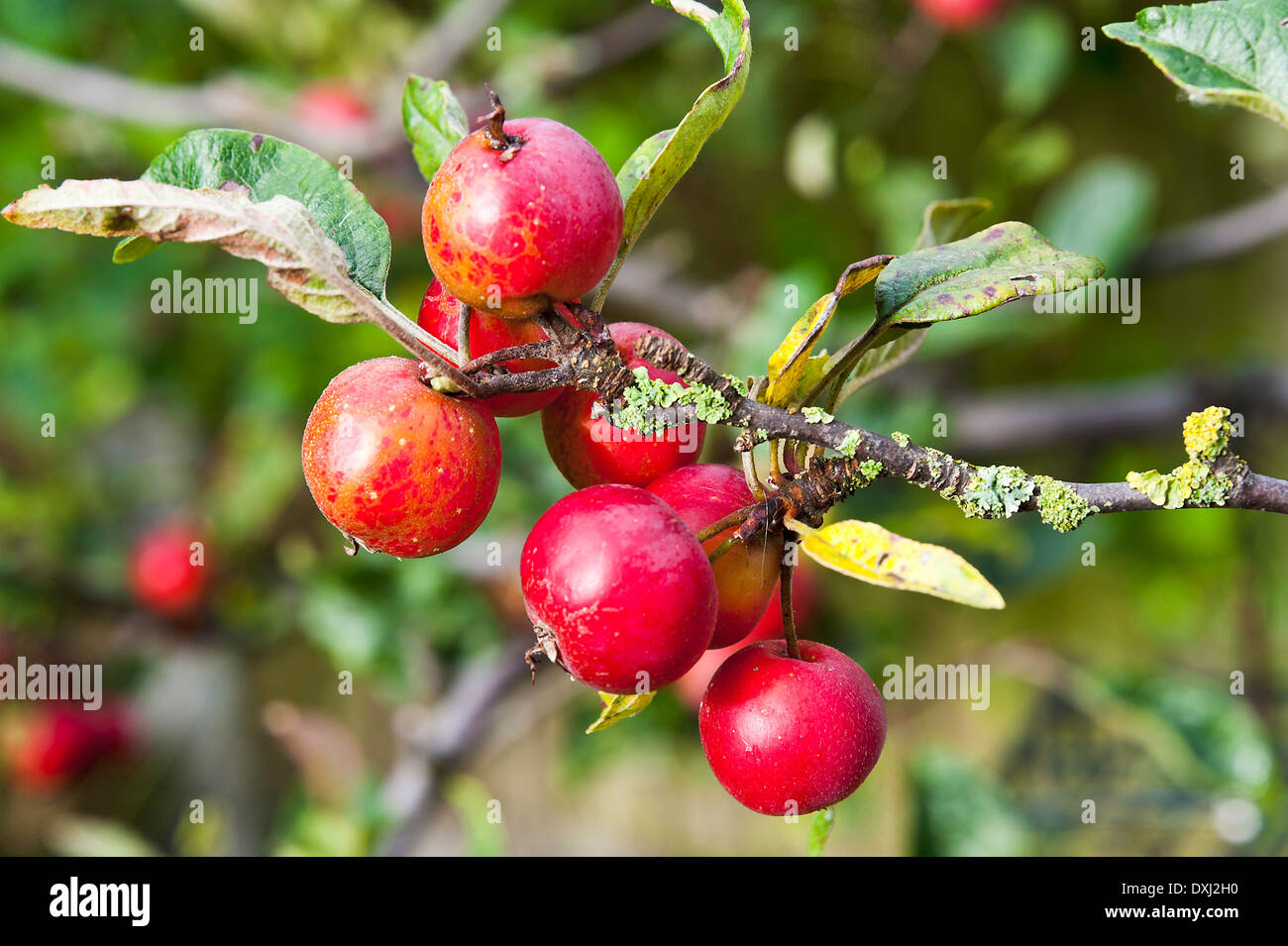 Malus small red fruits hi-res stock photography and images - Alamy