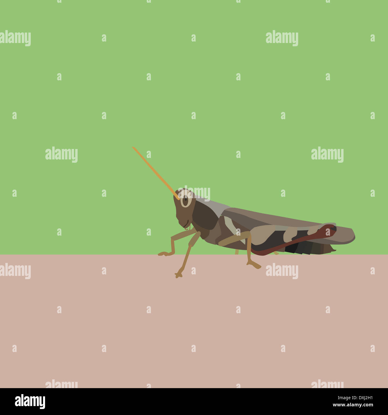 Illustration of a grasshopper Stock Photo - Alamy