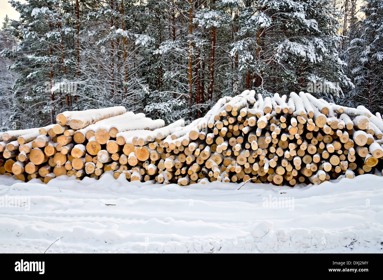 Stack of wood in the winter on a background of trees, snow, sky Stock ...