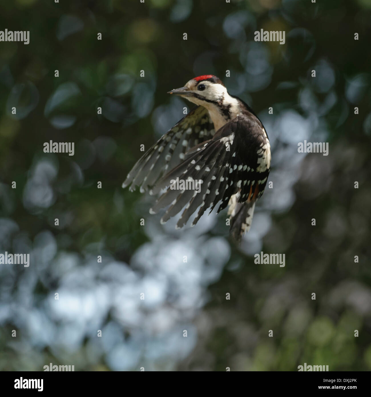 Great Spotted Woodpecker Flight High Resolution Stock Photography and ...