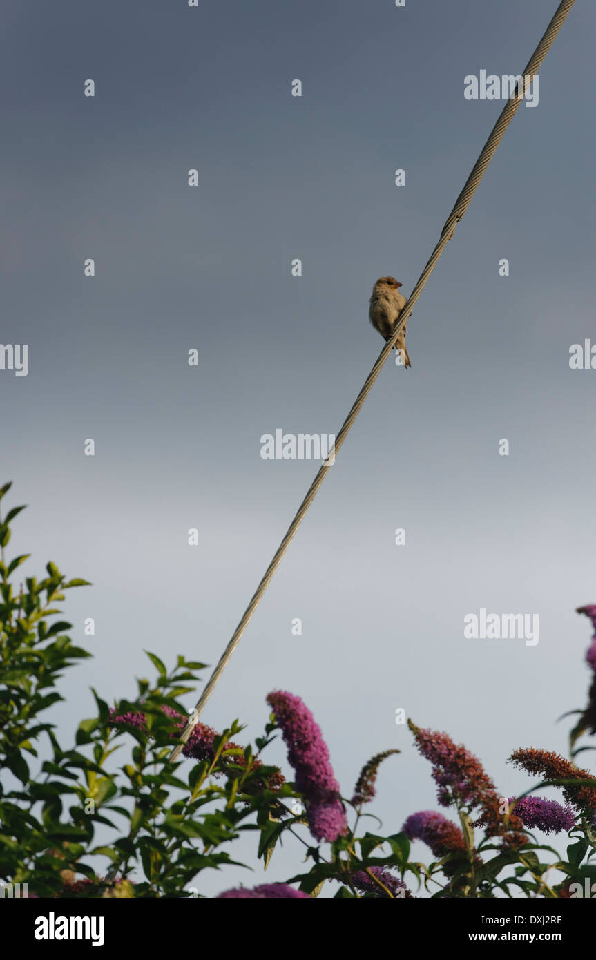 Guy sparrow hi-res stock photography and images - Alamy