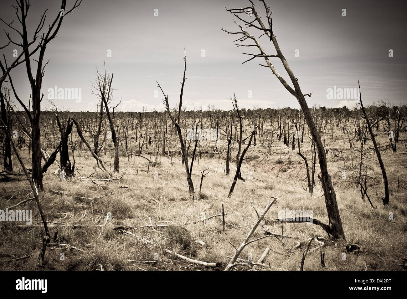 view of the vegetation after a fire Stock Photo - Alamy