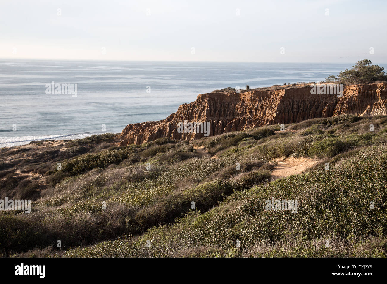 Torrey Pines State Natural Reserve Stock Photo - Alamy