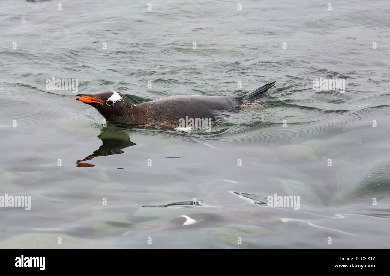 Gentoo swimming underwater hi-res stock photography and images - Alamy