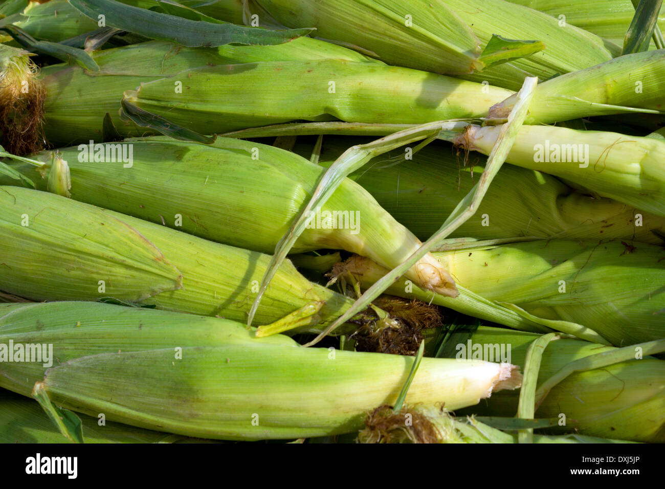 Sheath of corn hi-res stock photography and images - Alamy