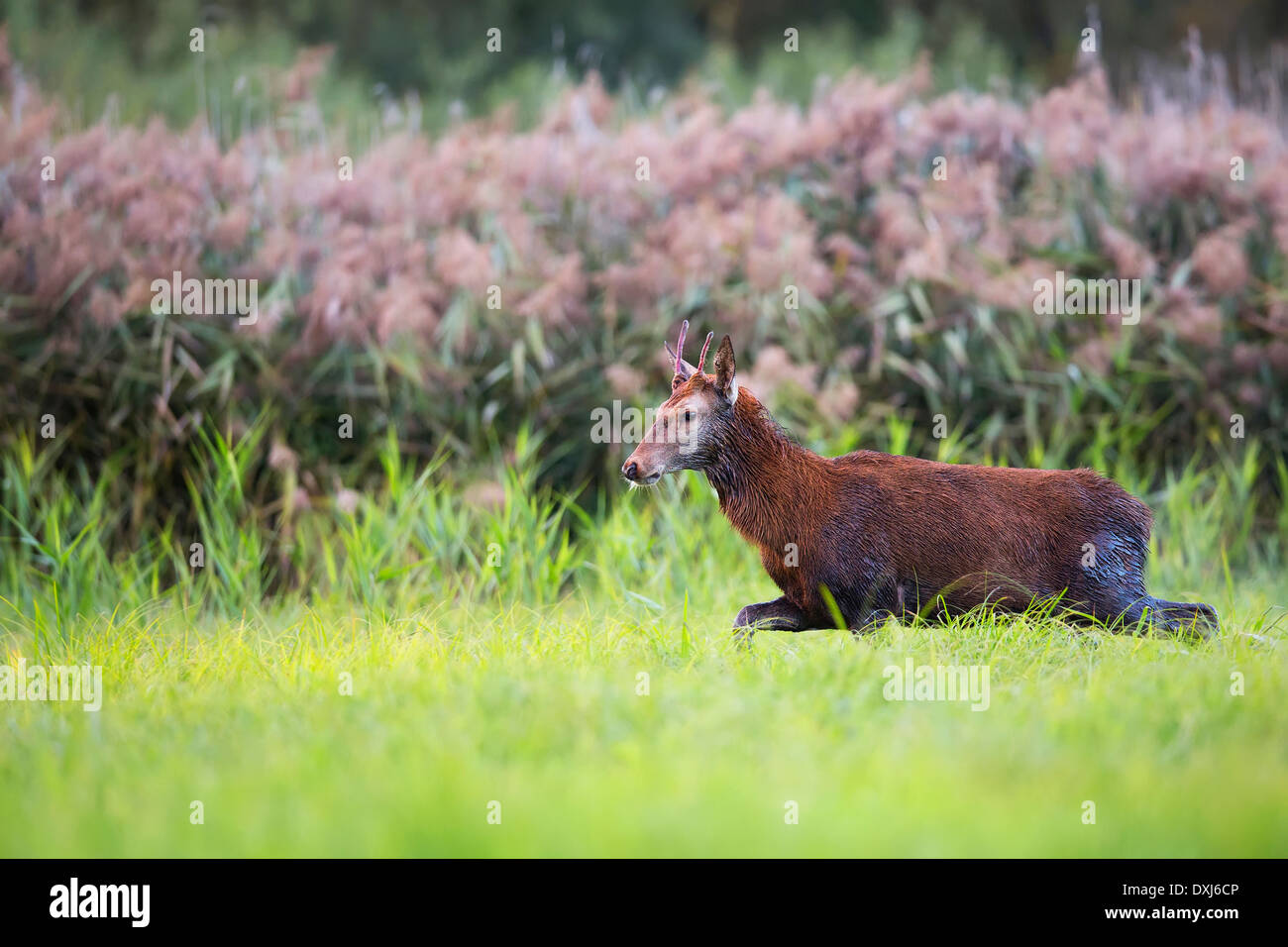 Big mammal red deer hi-res stock photography and images - Alamy