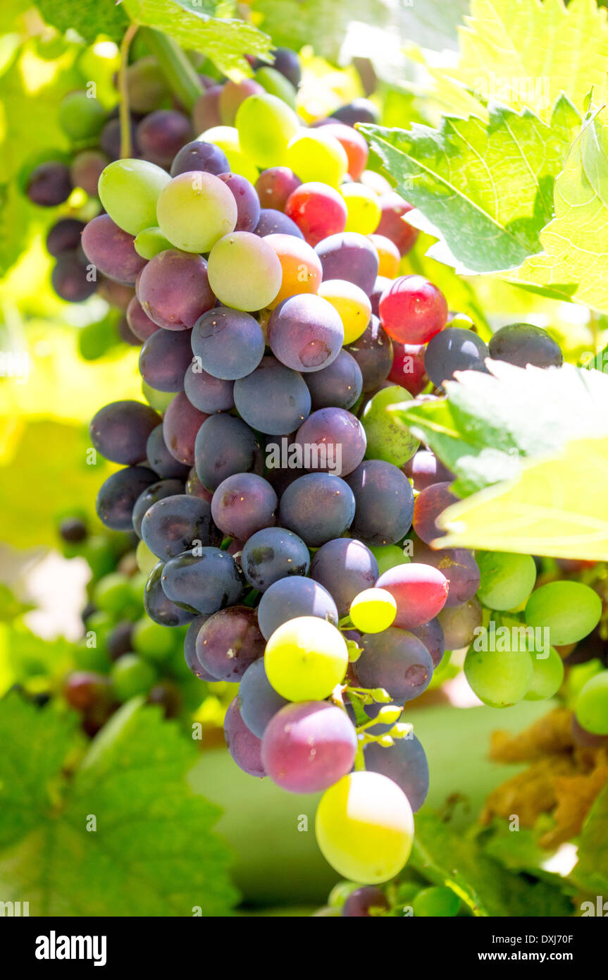 Bunches of young unripe grapes on the vine in the sun Stock Photo - Alamy
