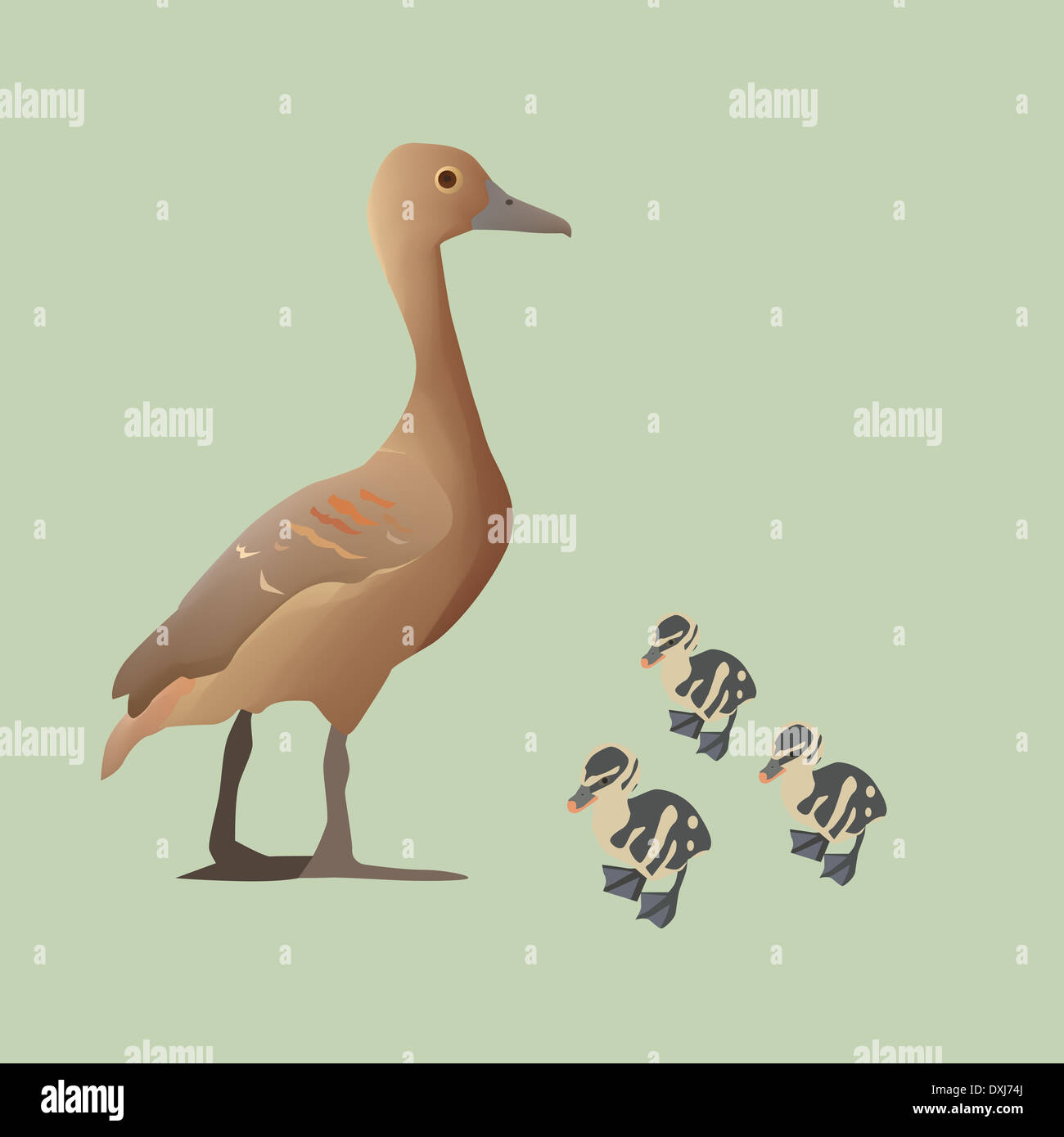 Illustration of teal duck Stock Photo - Alamy