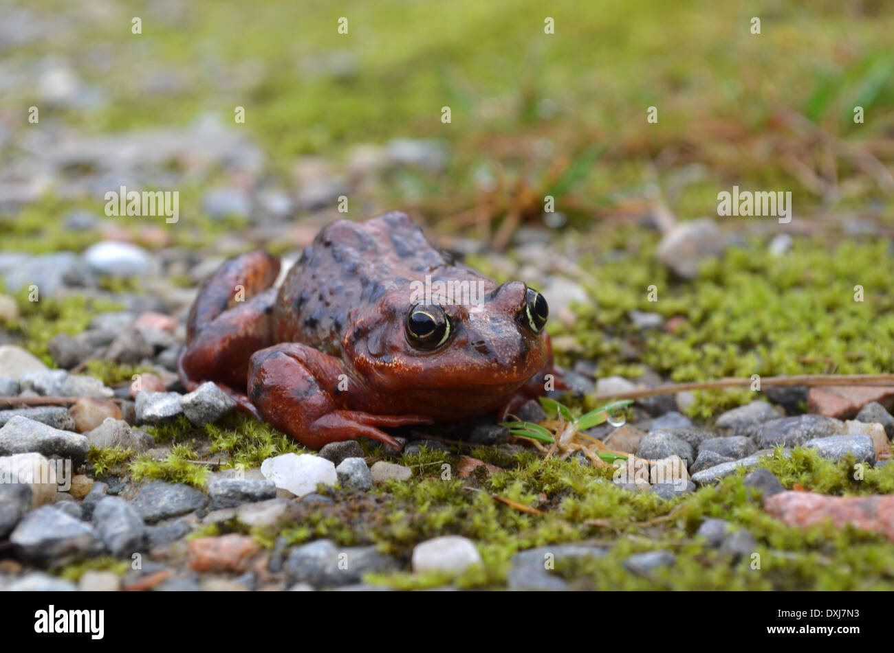Toad-Glen Nevis Scotland Stock Photo - Alamy