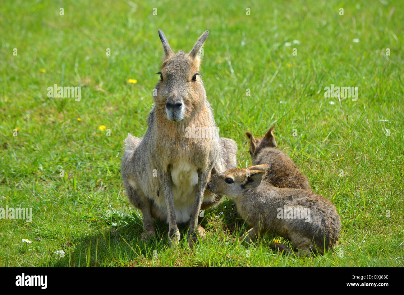 Maras animal hi-res stock photography and images - Alamy