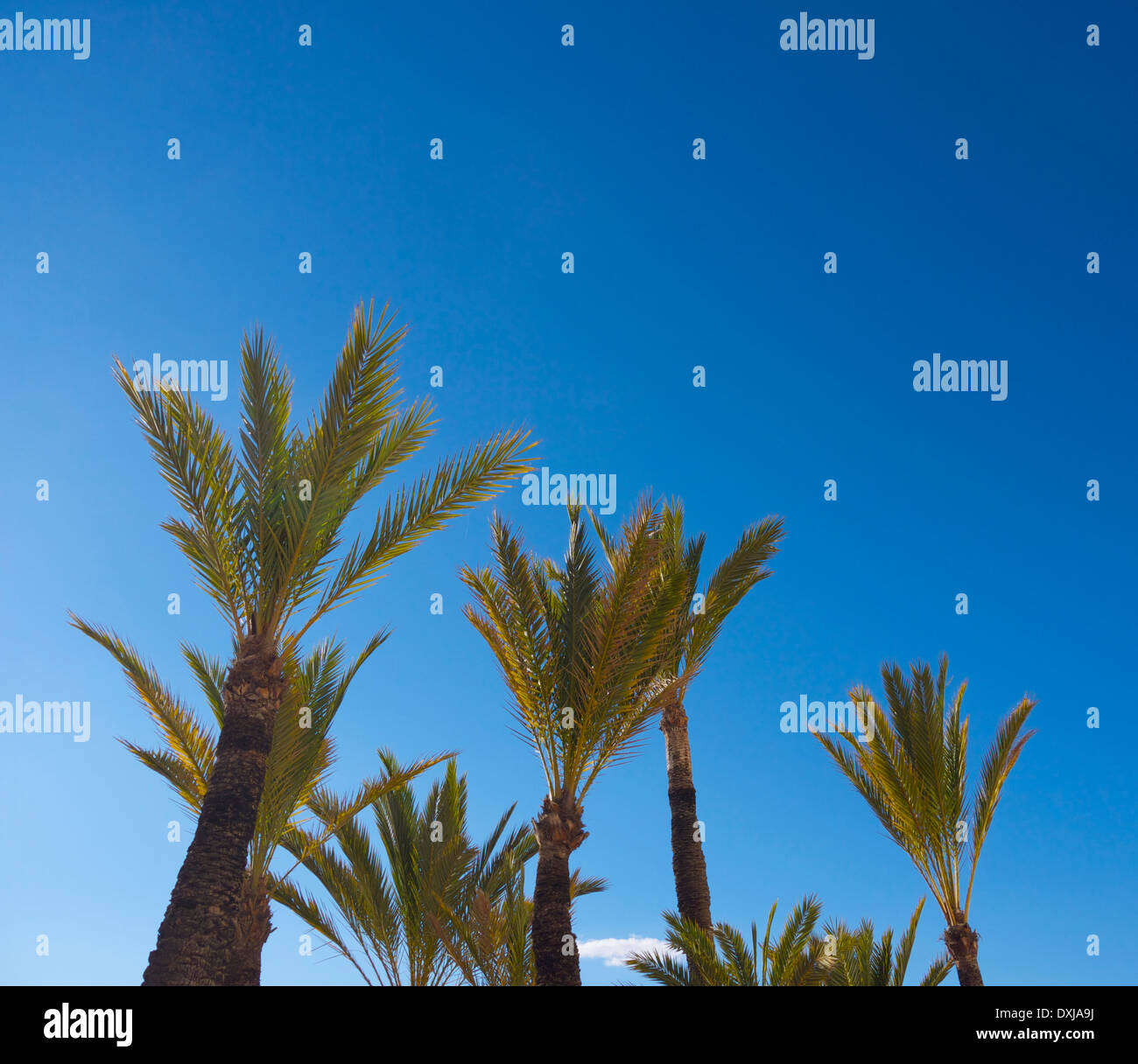 Group of Palm trees and a Blue sky with lots of space above palm trees ...