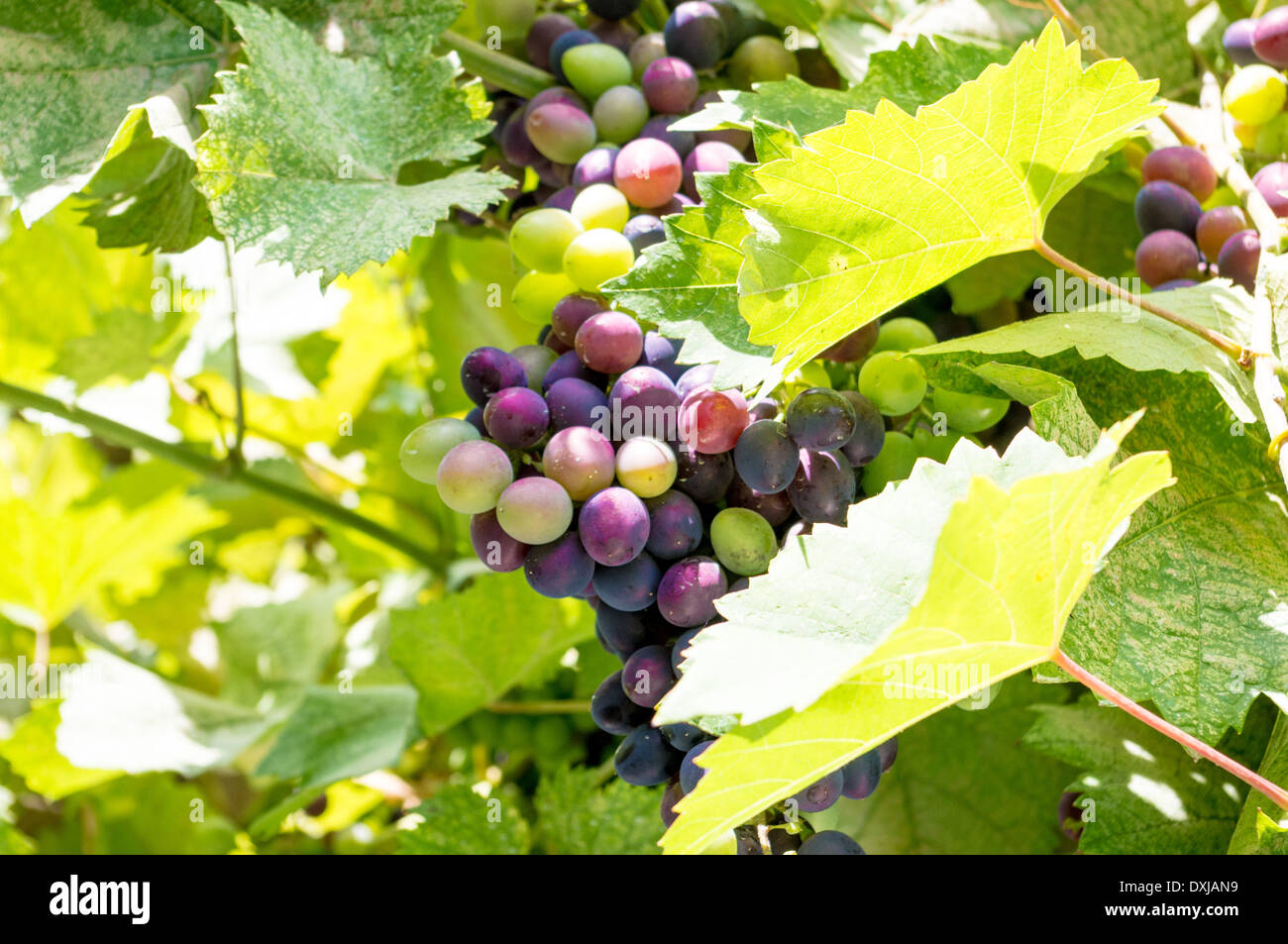 Bunches of young unripe grapes on the vine in the sun Stock Photo - Alamy
