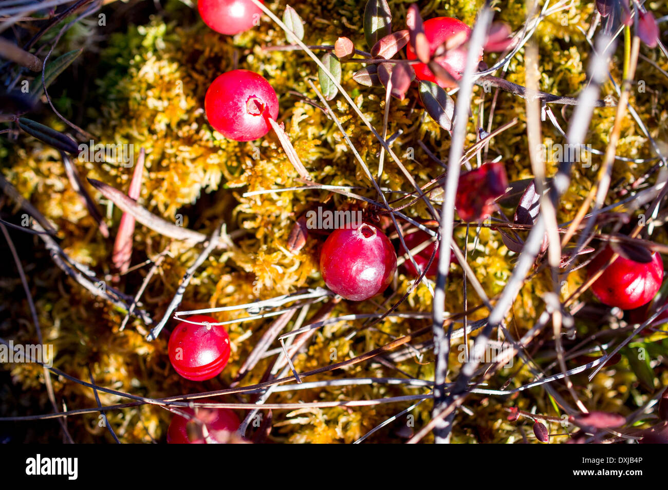 Cranberry growing in a swamp Stock Photo - Alamy
