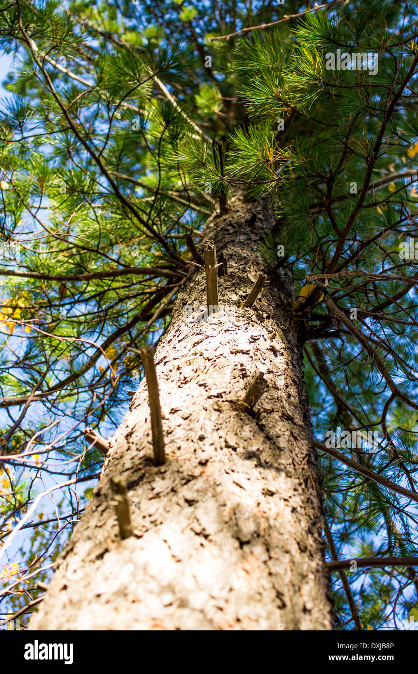 Single cedar tree hi-res stock photography and images - Alamy