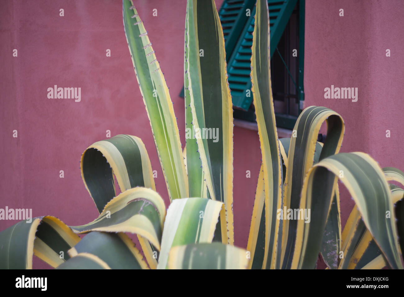 Agave thorns hi-res stock photography and images - Alamy