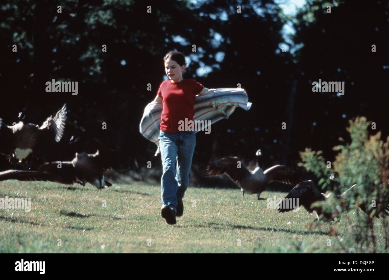 FLY AWAY HOME Stock Photo - Alamy