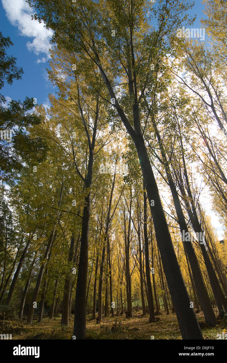 Trees Turning Colors In Fall High Resolution Stock Photography and ...