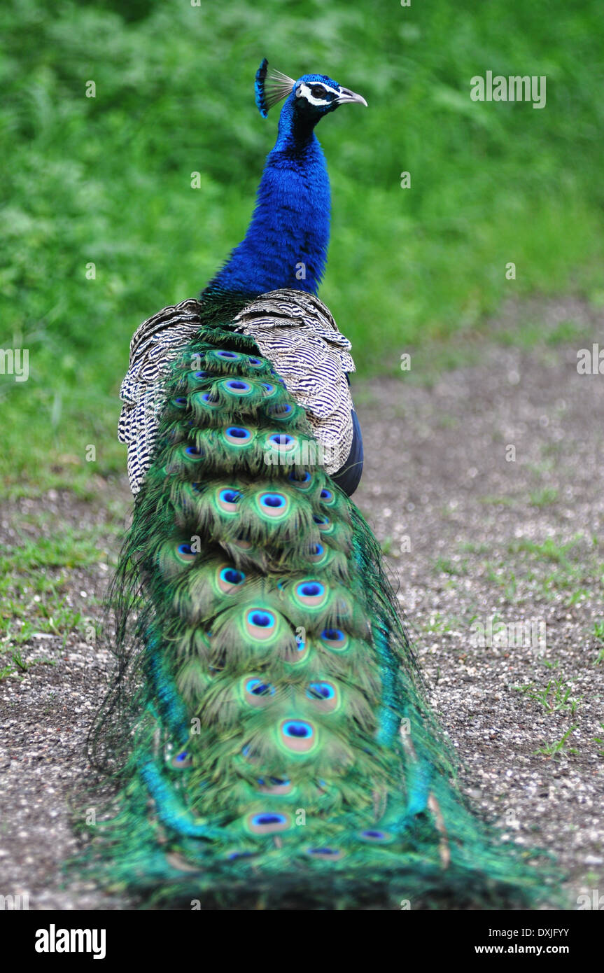 Male bird of hi-res stock photography and images - Alamy