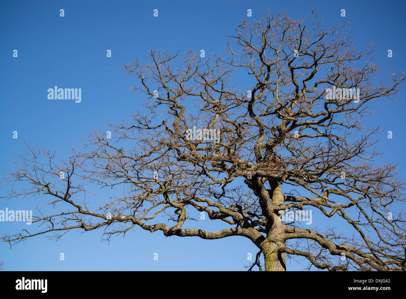 Oak tree branches in early spring, UK Stock Photo - Alamy