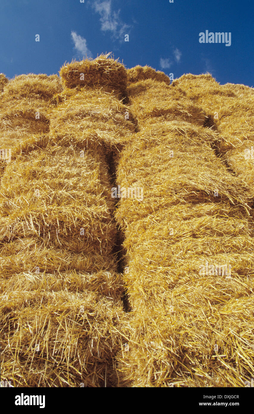 Stack of Bales of Hay Stock Photo - Alamy