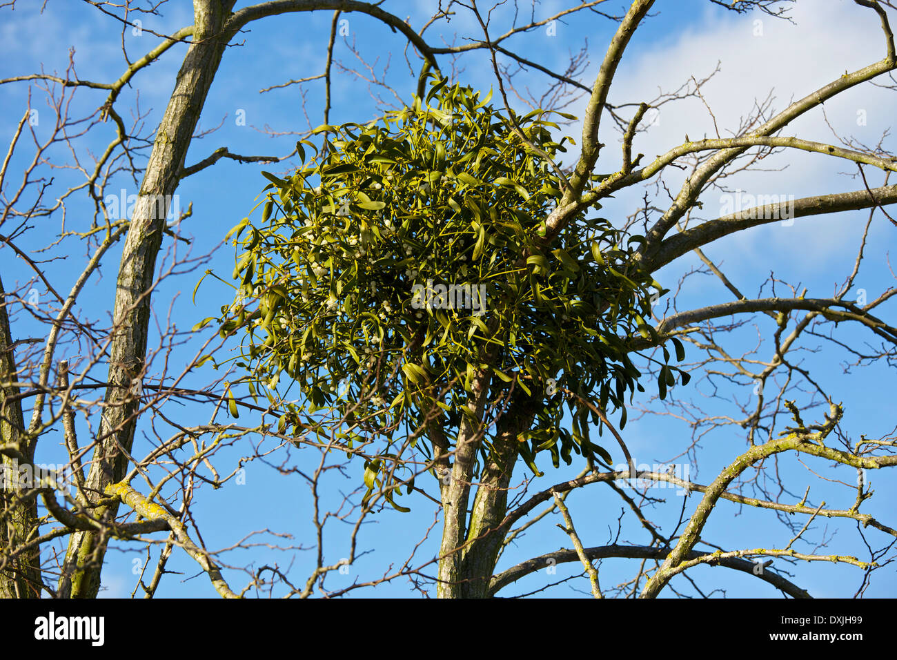 Green mistletoe on trees hi-res stock photography and images - Alamy