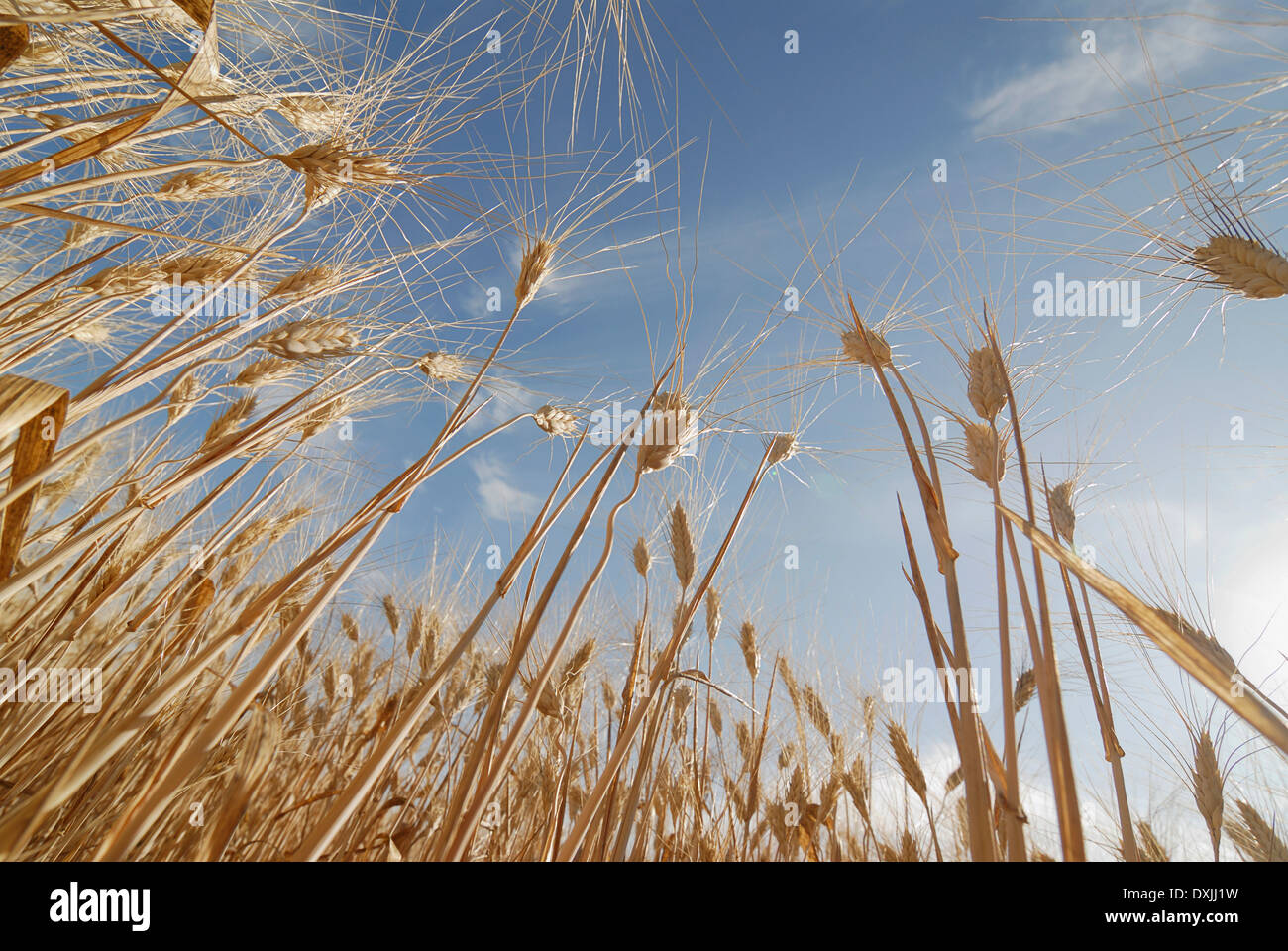 Stalks of wheat hi-res stock photography and images - Alamy