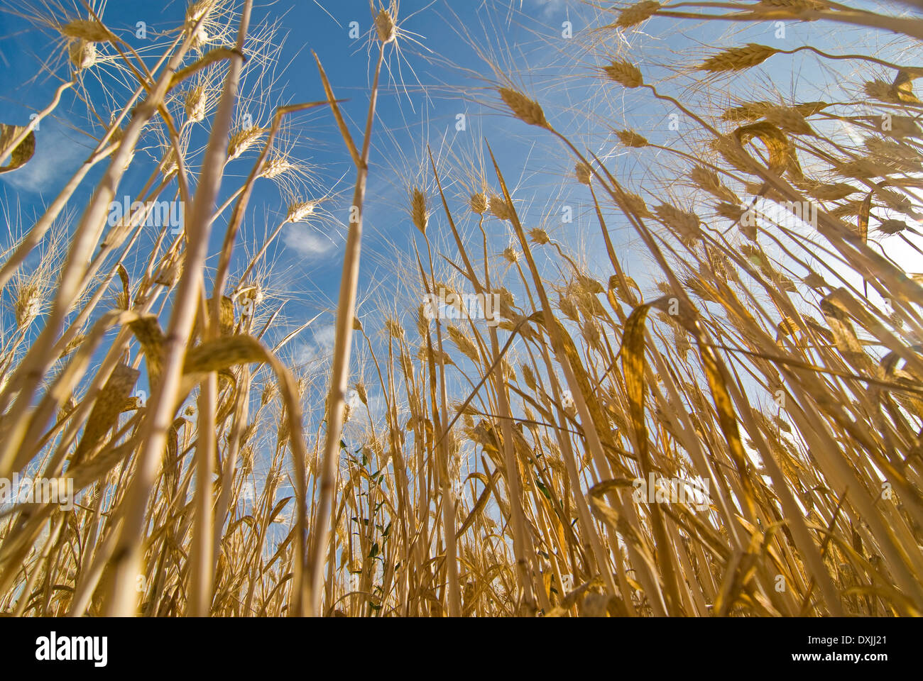 Stalks of wheat hi-res stock photography and images - Alamy