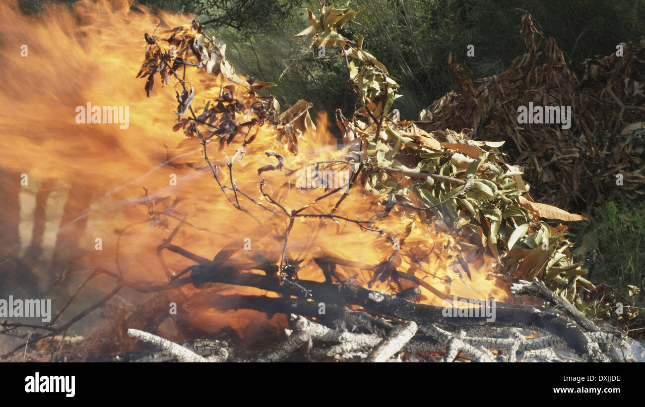 Branches of fire hi-res stock photography and images - Alamy