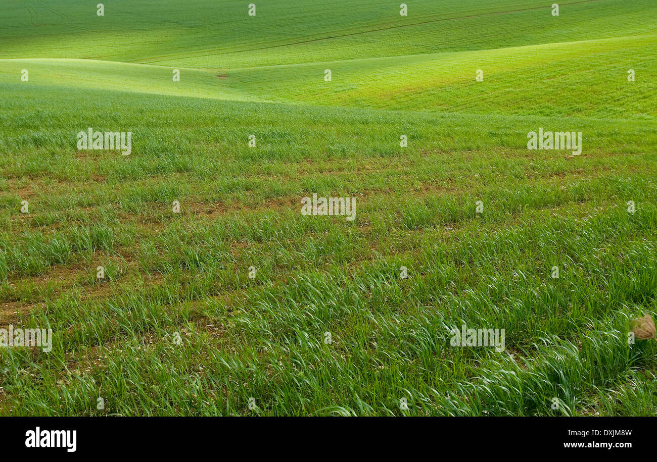 Spain Andalusia fields of wheat spring Stock Photo - Alamy