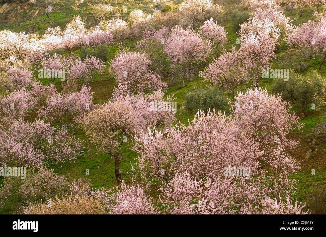 Spain blossom trees hi-res stock photography and images - Alamy