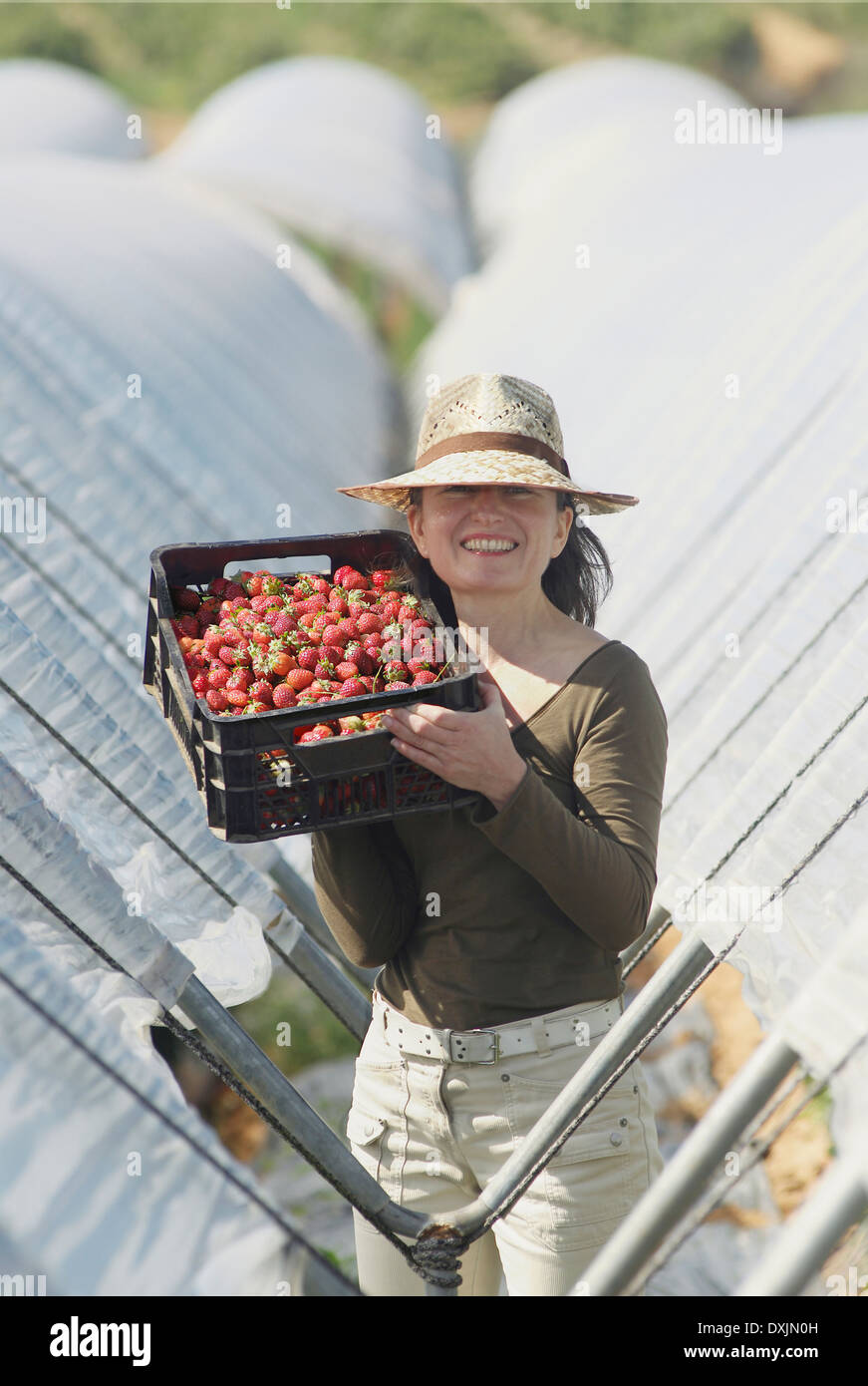 Woman holding box of freshly picked strawberries in plantation Stock ...