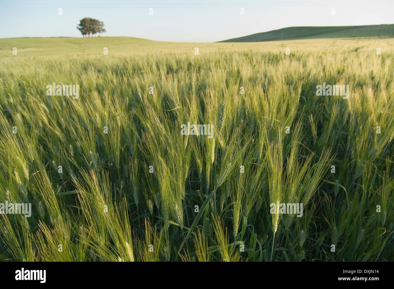 Field of barley tree on horizon Spain Stock Photo - Alamy