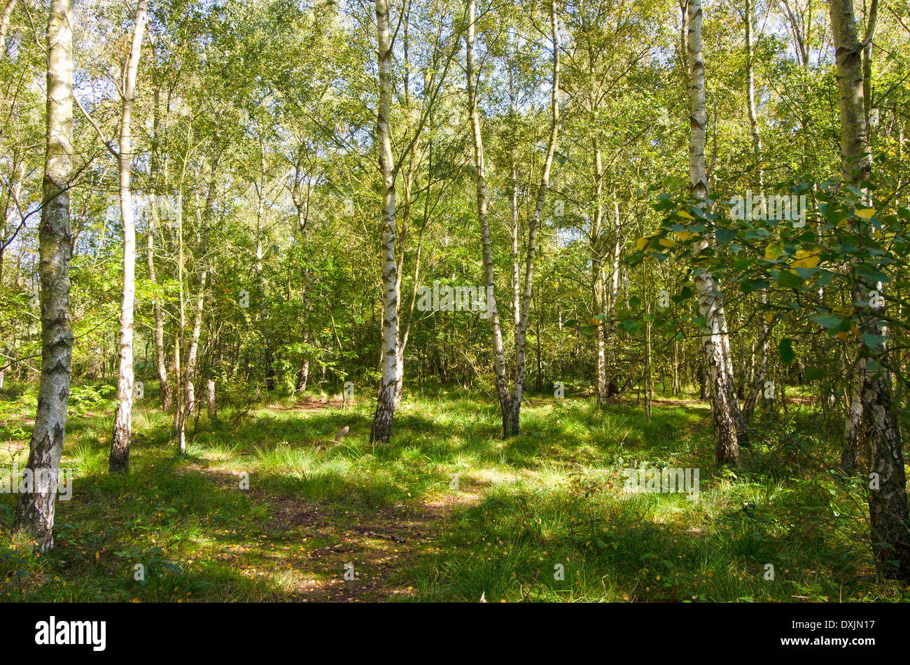 path running through stand of birch trees Stock Photo - Alamy