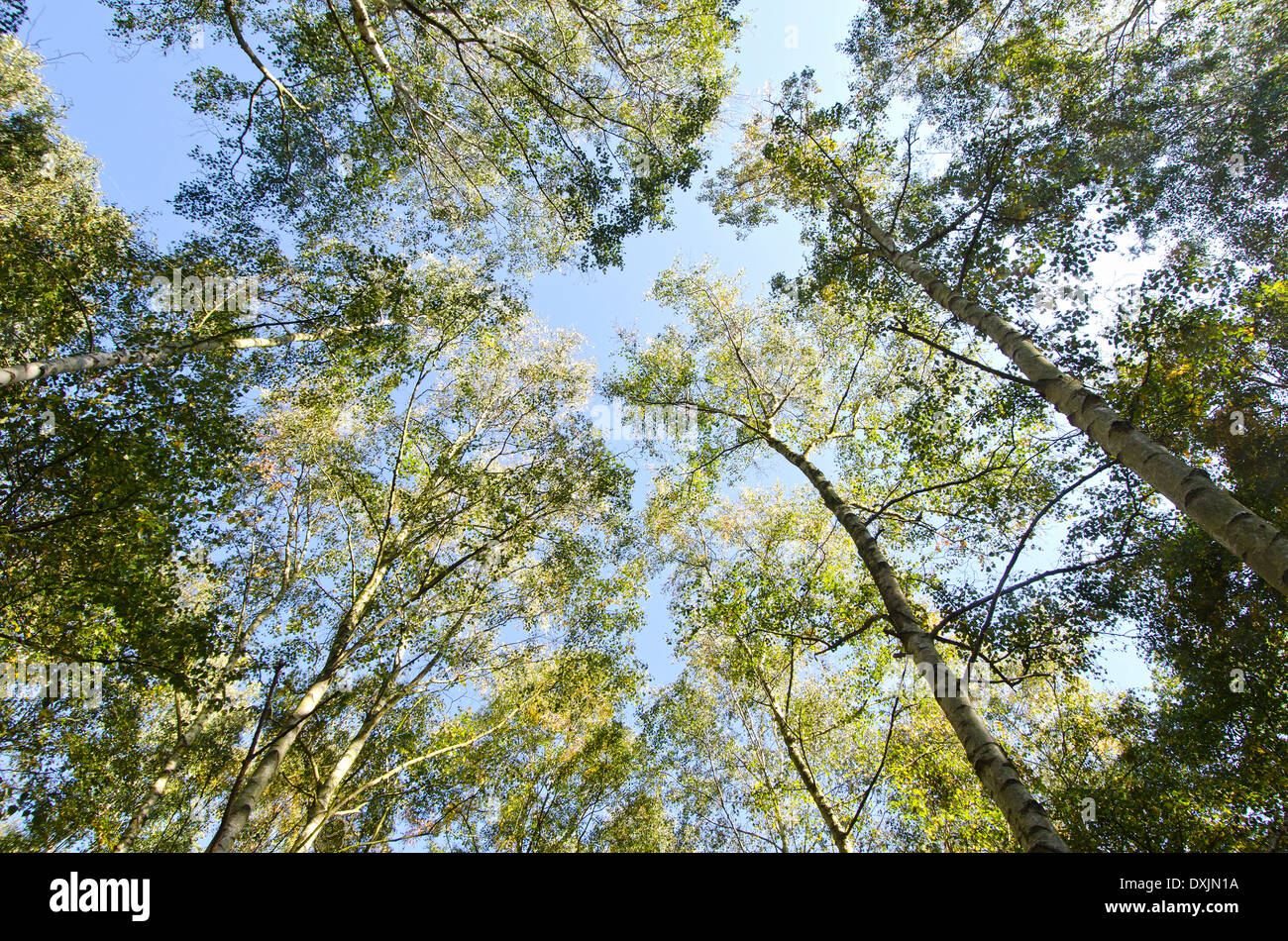 New england birch trees hi-res stock photography and images - Alamy
