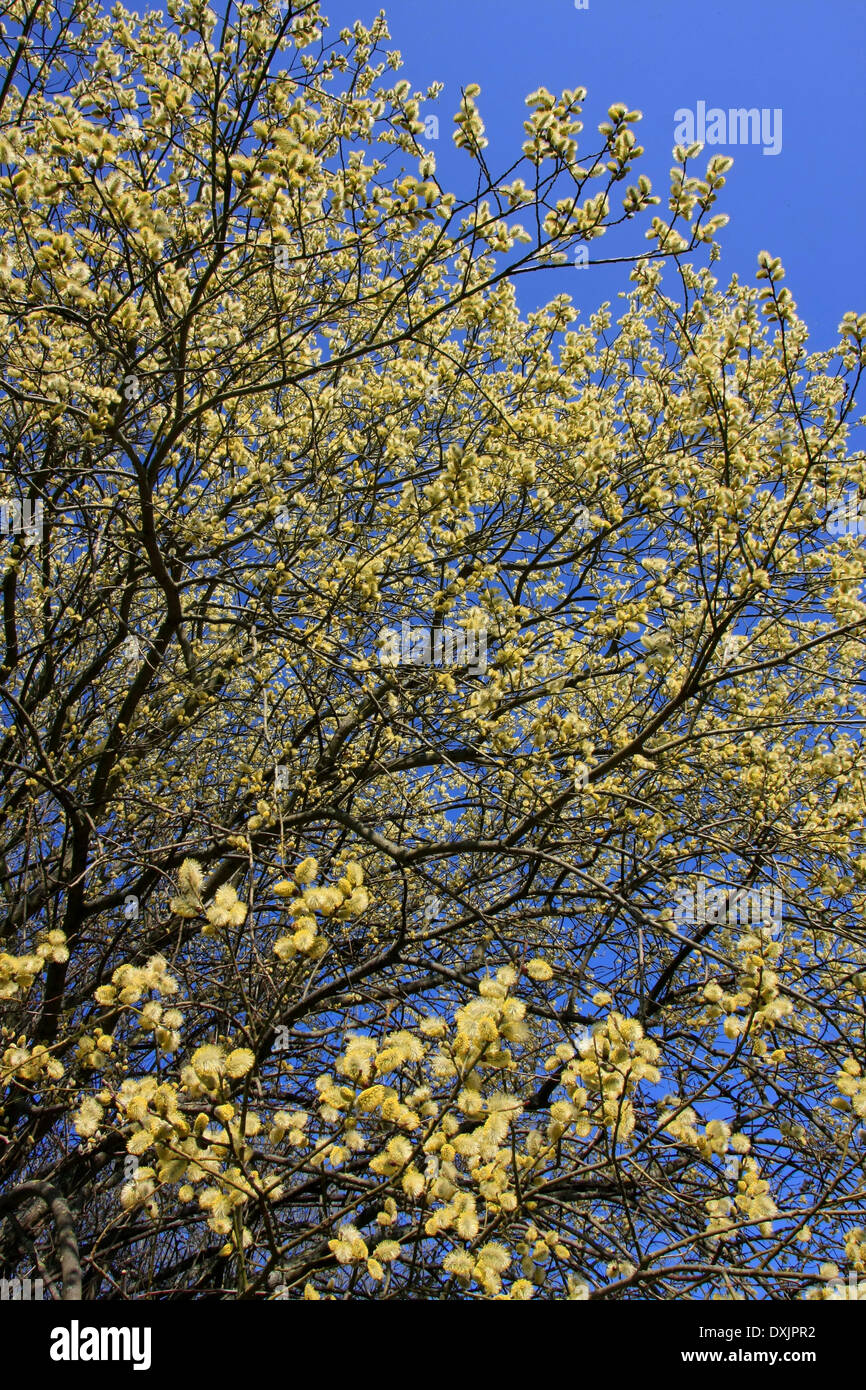 Blooming willow tree (Salix Stock Photo - Alamy