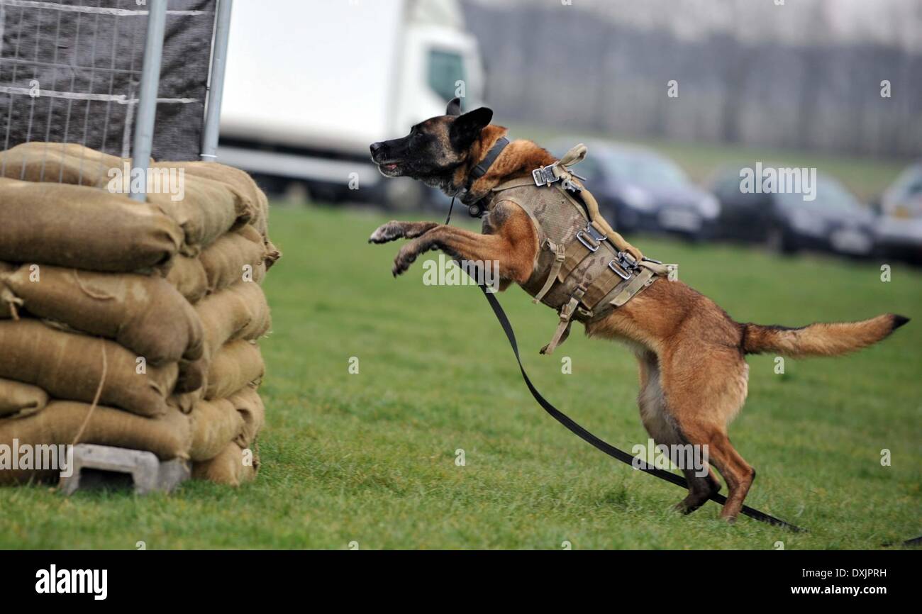 Dogs are used for attack and search work...This Army event at Upavon ...
