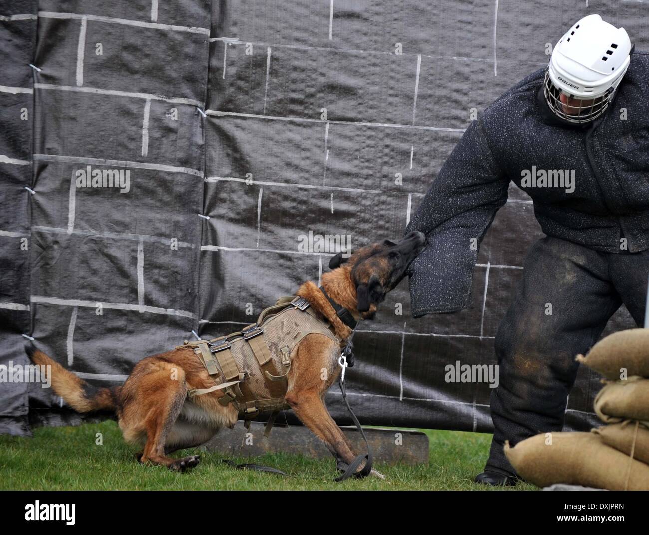 Dogs are used for attack and search work...This Army event at Upavon ...